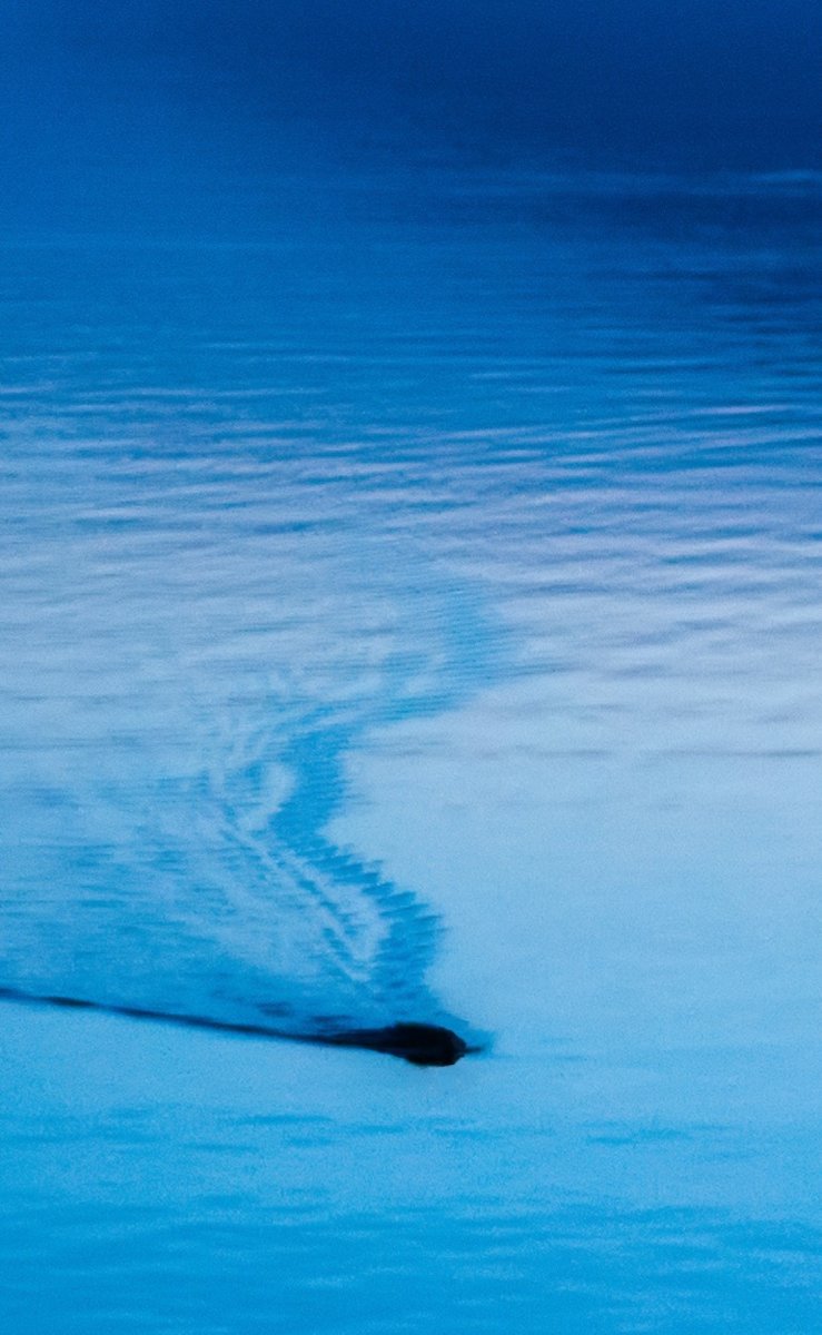 The Summer Beast | Stories Space